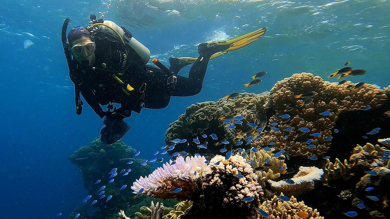 Fighting for the future of coral reefs