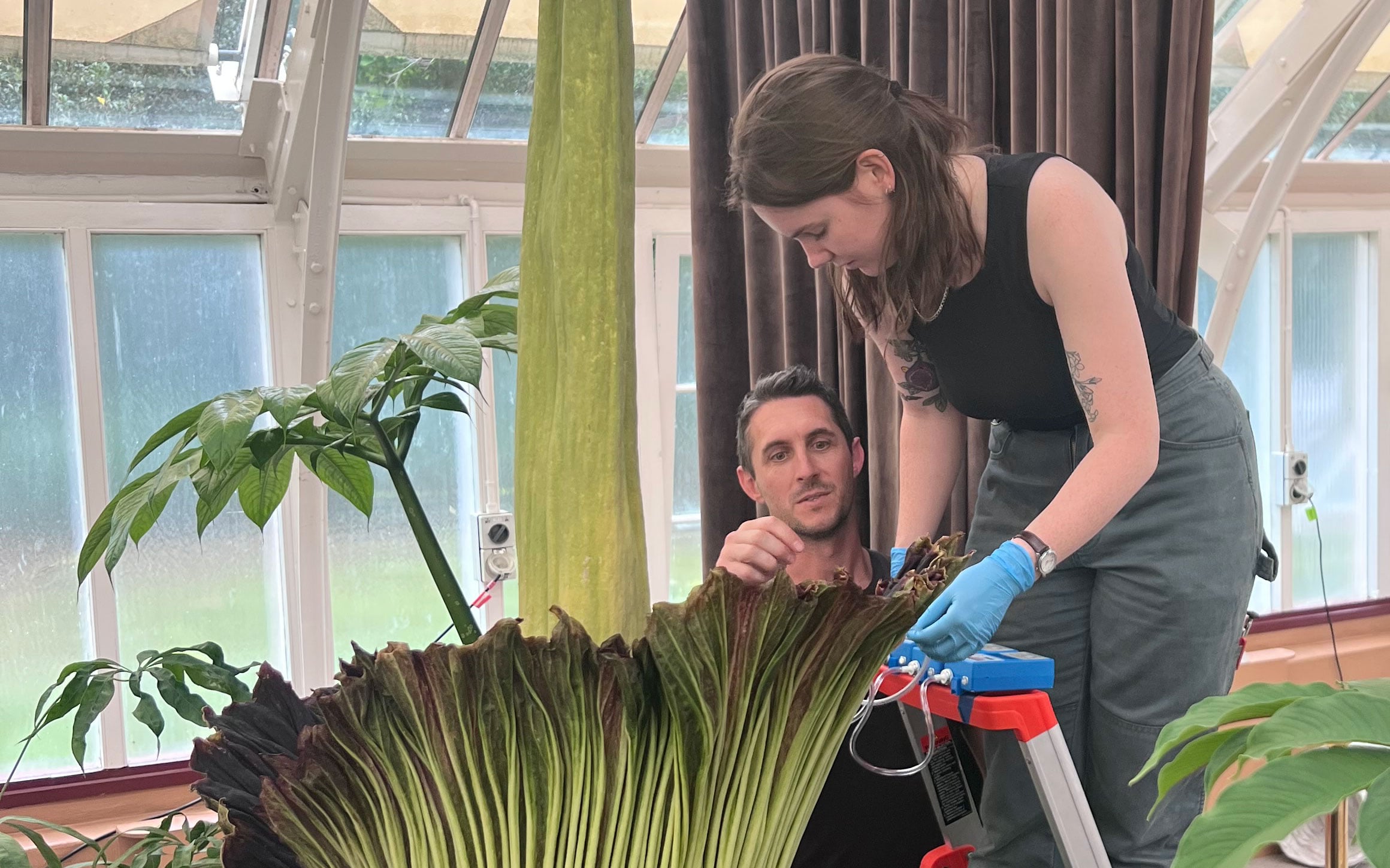 Corpse flowers and malodorous compounds