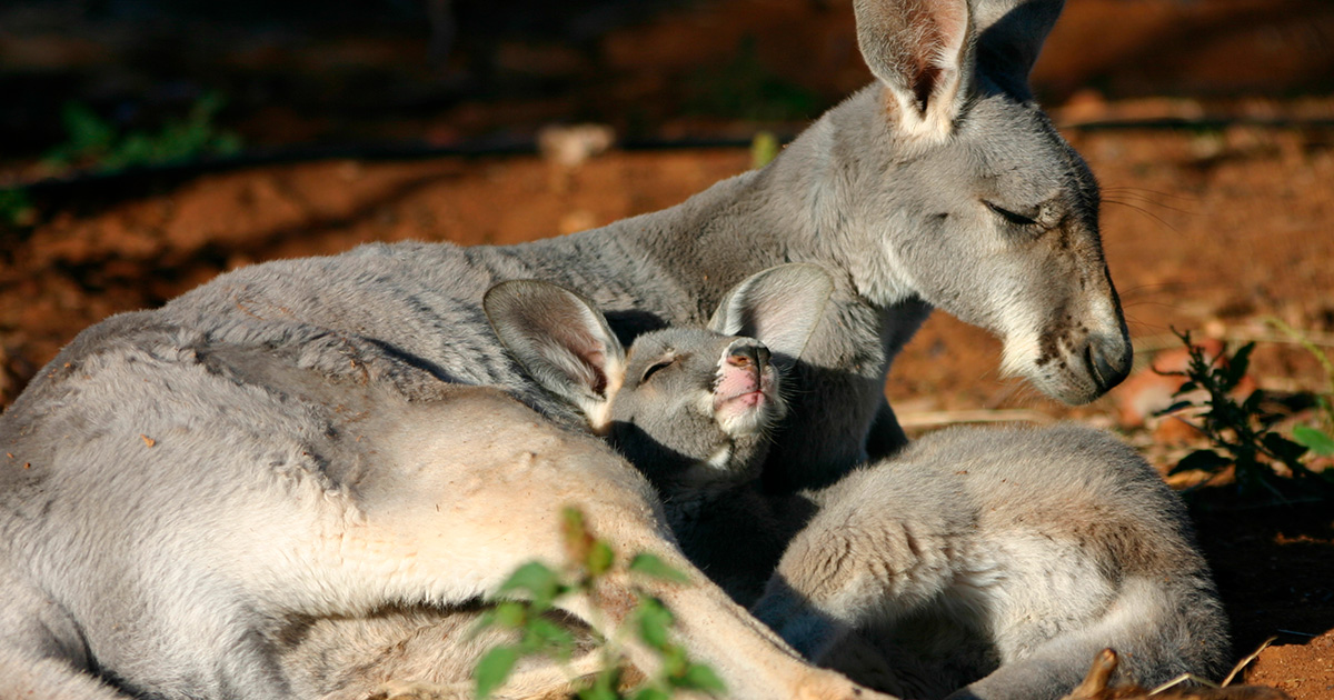 Centre for Compassionate Conservation